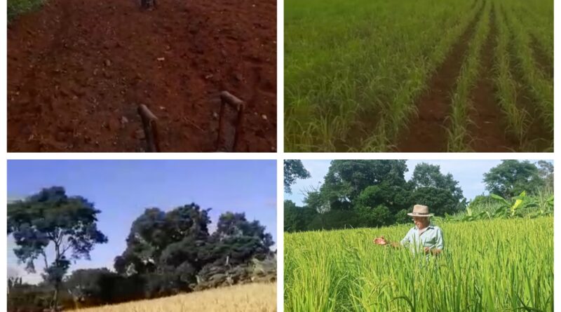 PRODUTOR RURAL DO CALVO PLANTA LAVOURA DE ARROZ ONDE SEU PAI HAVIA ...